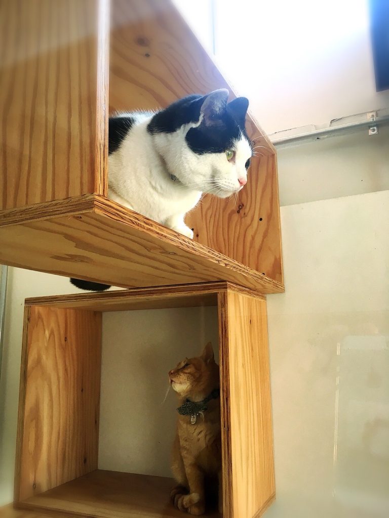 淡路島初のネコカフェ！？トネコ(toneko)突入レポ！ | 水辺を巡る冒険